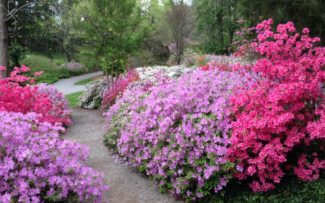 azalea-gardens | Asheville Goods