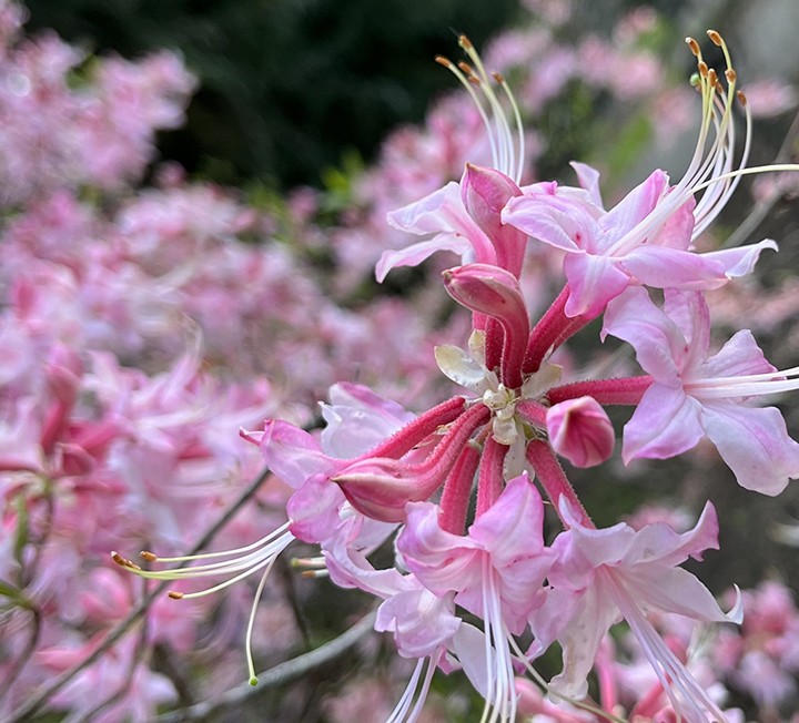 bartram azalea | Asheville Goods