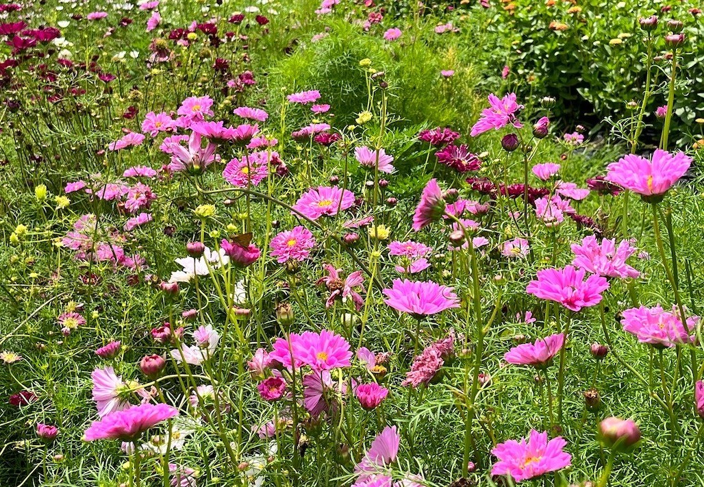 pink summer cosmos | Asheville Goods